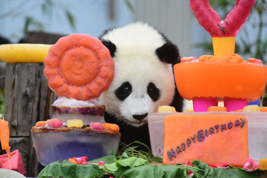 Le joyeux anniversaire des pandas en Chine