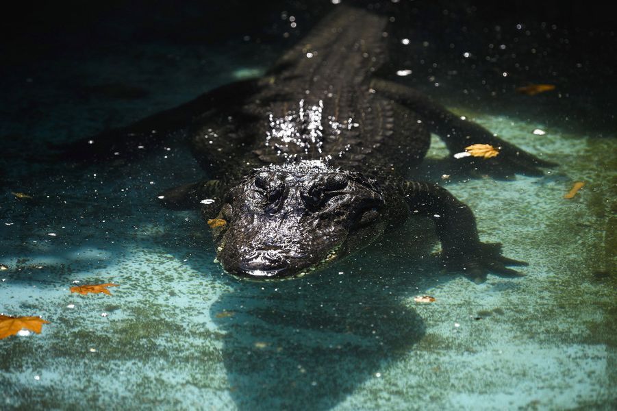 Muja, l’alligator le plus vieux du monde, fête ses "90 ans"