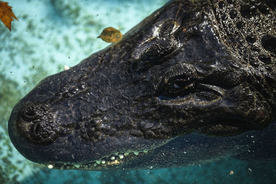 Muja, l’alligator le plus vieux du monde, fête ses "90 ans"