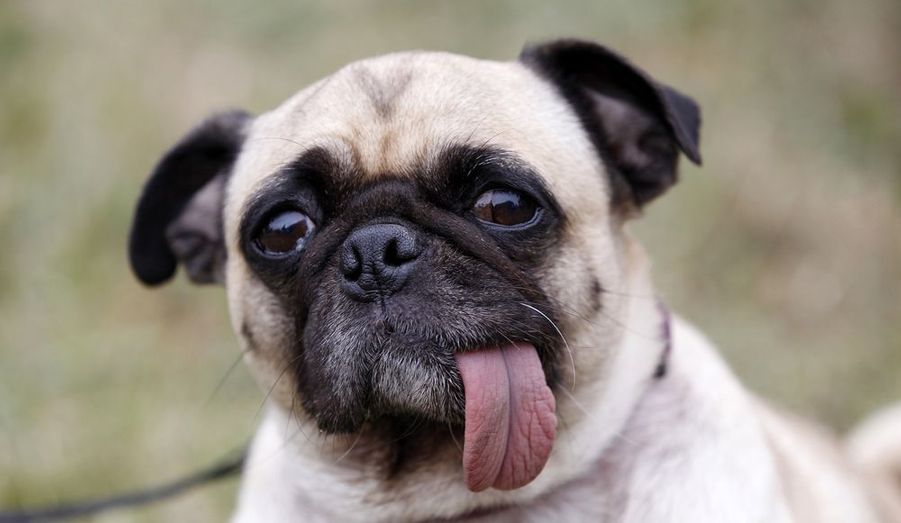 Mugly, le chien le plus laid du monde