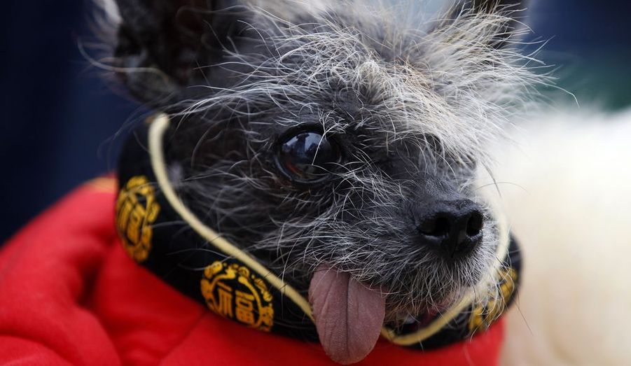 Mugly, le chien le plus laid du monde
