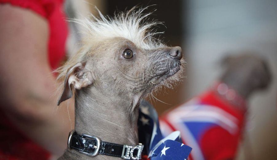 Mugly, le chien le plus laid du monde