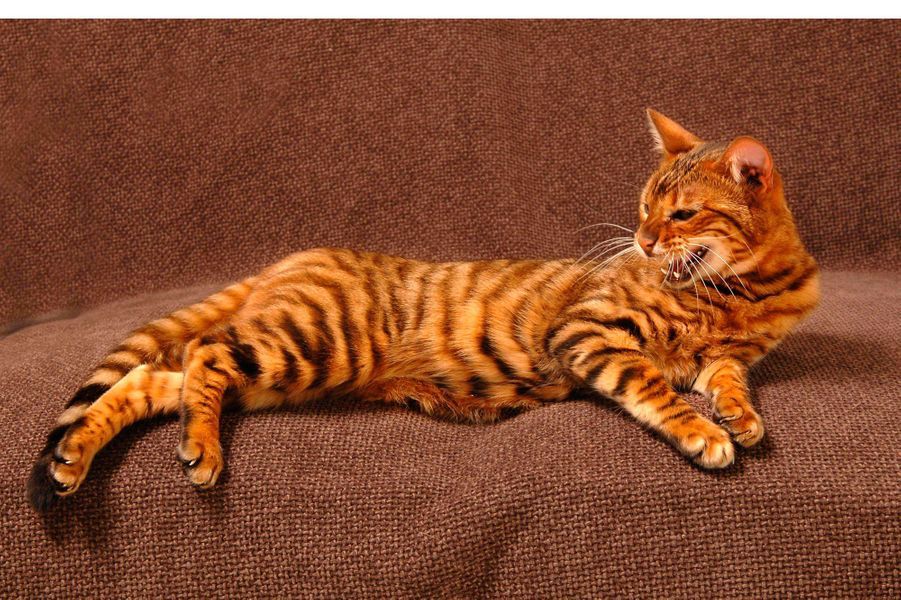 Les 50 plus beaux chats du monde en photos