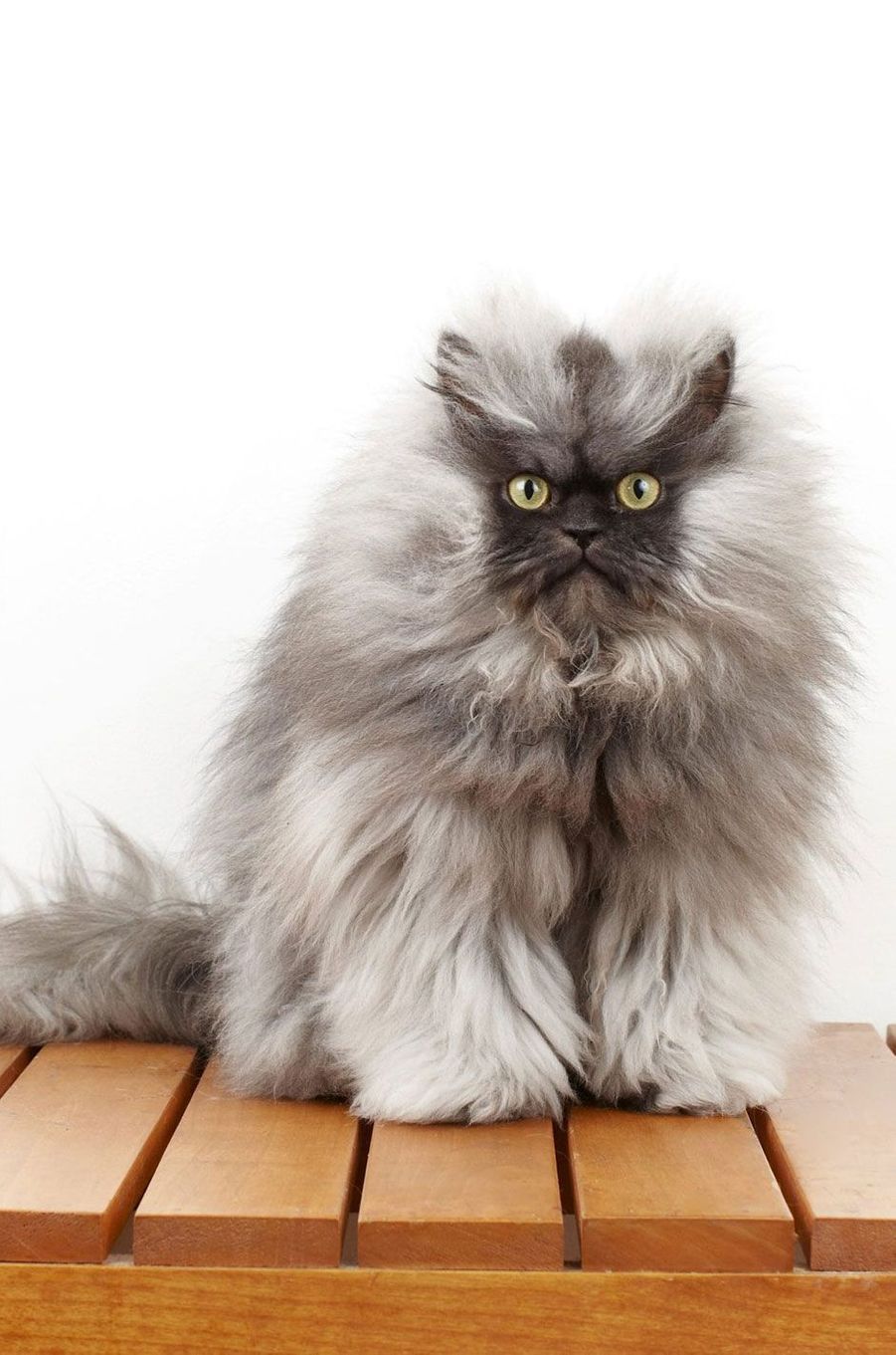 Les 50 plus beaux chats du monde en photos