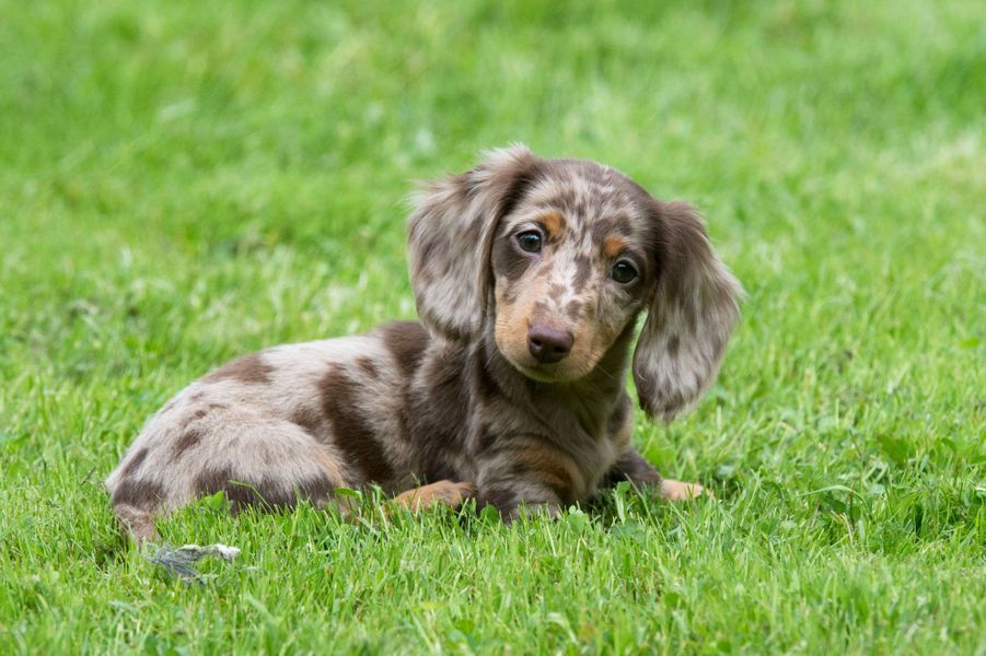 Les 50 plus beaux chiens du monde en photos