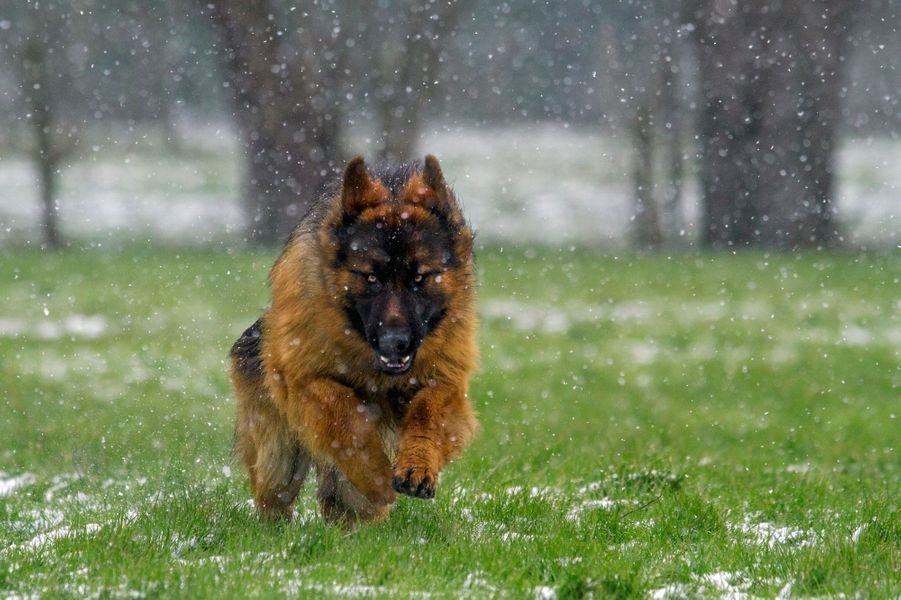 Les 50 plus beaux chiens du monde en photos