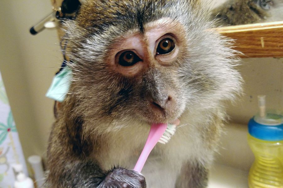 Le macaque a 18 ans - Angel le singe fait partie de la famille