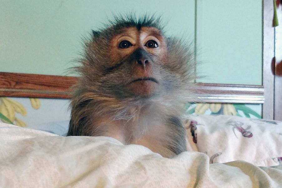 Le macaque a 18 ans - Angel le singe fait partie de la famille