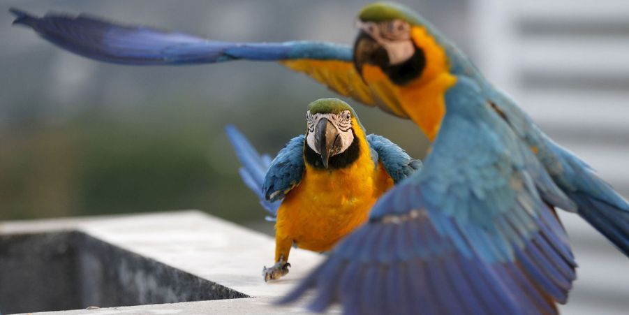 Les aras de Caracas