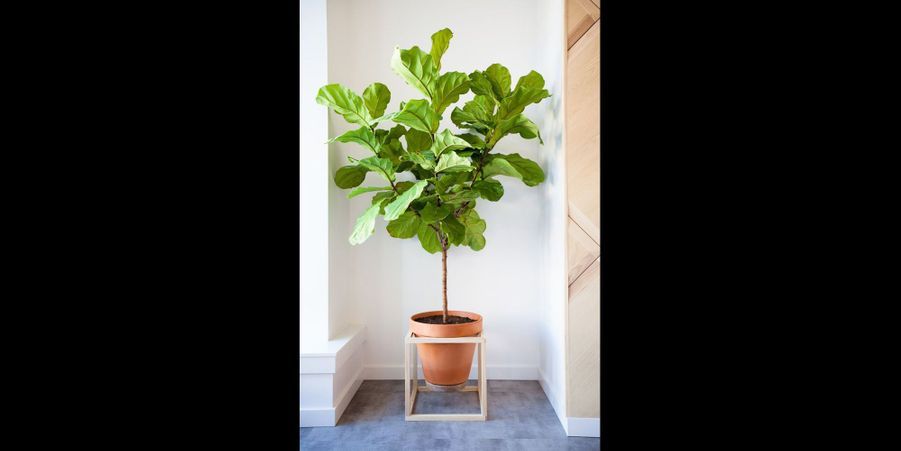 En images - 10 plantes d'intérieur repérées sur Pinterest