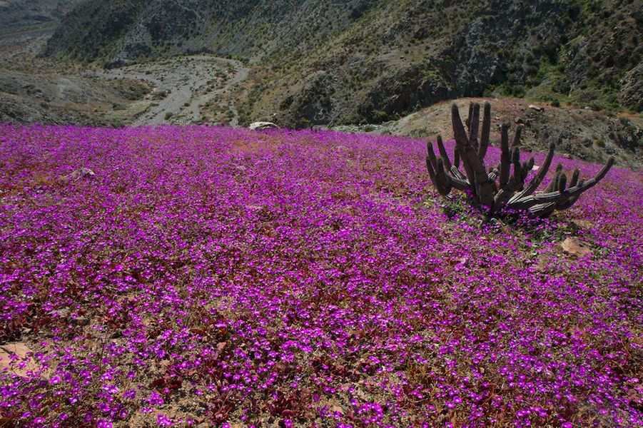 Au Chili - Un désert se transforme en champ de fleurs