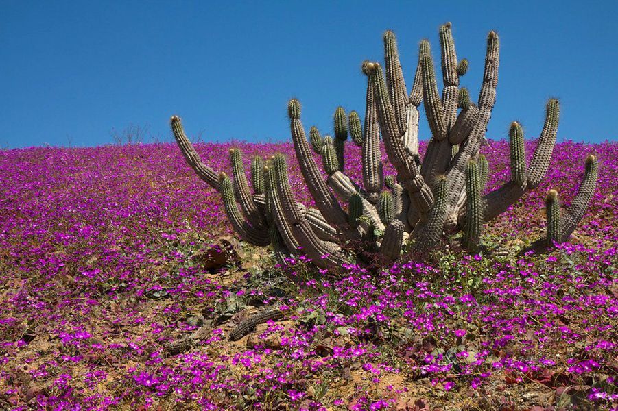 Au Chili - Un désert se transforme en champ de fleurs