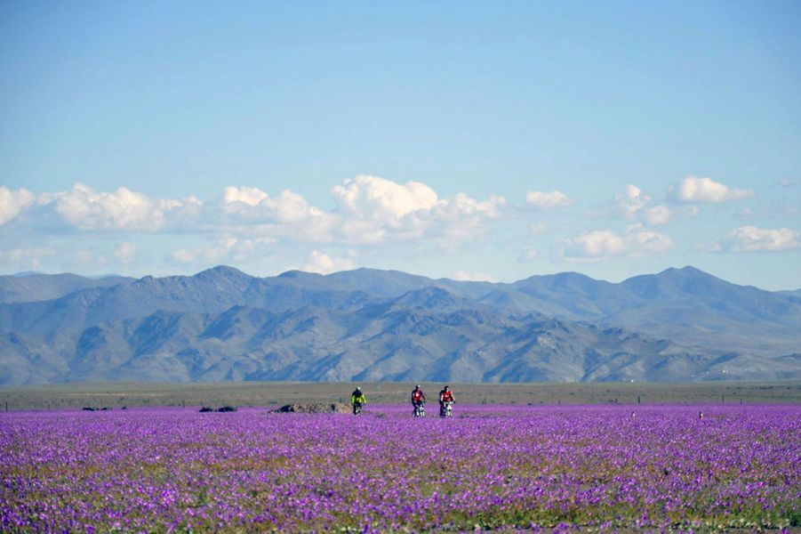Au Chili - Un désert se transforme en champ de fleurs