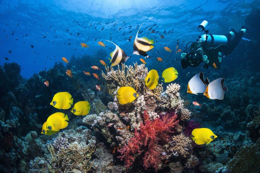 En images - Les plus beaux spots de plongée du monde