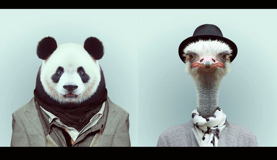 Les "Zoo Portraits" de Yago Partal
