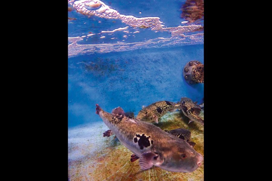 Le Japon étrange : On a goûté le poisson qui tue