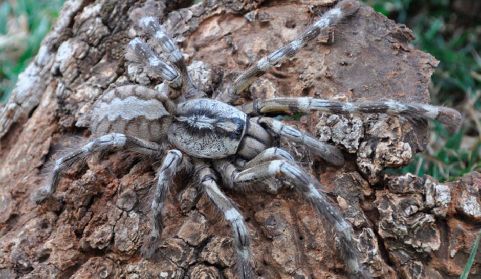 Une nouvelle mygale tisse son étoile