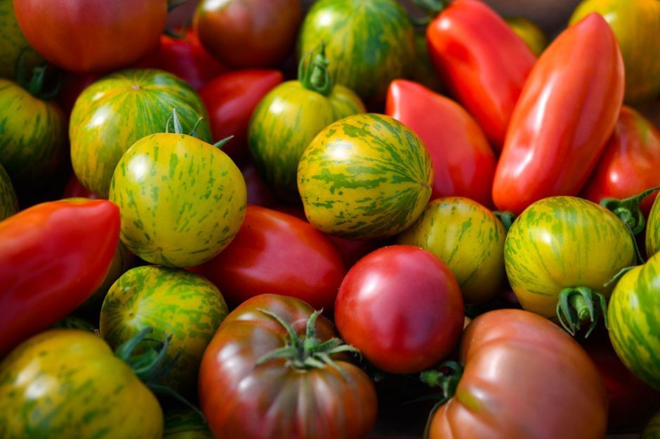 Comment fabriquer ses semences de tomate?