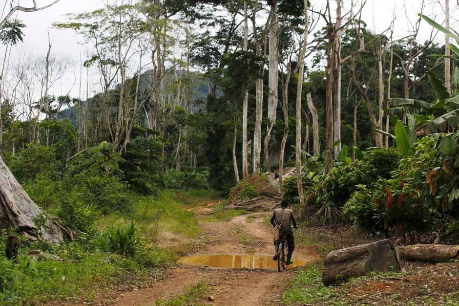 La Côte d’Ivoire investit près d’un milliard d’euros pour sauver ses forêts La Côte d’Ivoire investit près d’un milliard d’euros pour sauver ses forêts