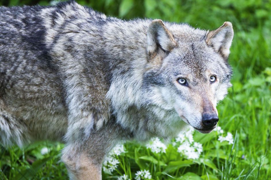 Le loup fait son retour en Ile-de-France