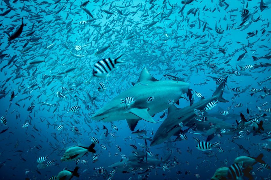 Les requins font leur retour à Maya Bay en Thaïlande