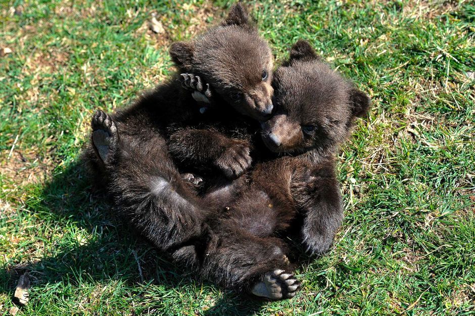 Deux oursons au bord de la mort bouleversent le Monténégro