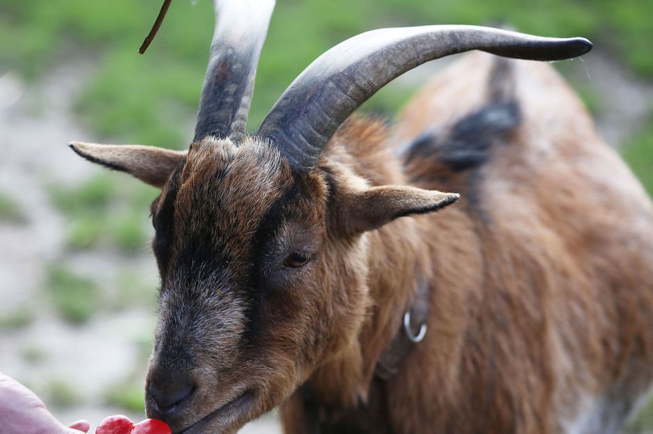 Paris : qu'est-il arrivé au bouc volé au Louvre et retrouvé dans le métro?