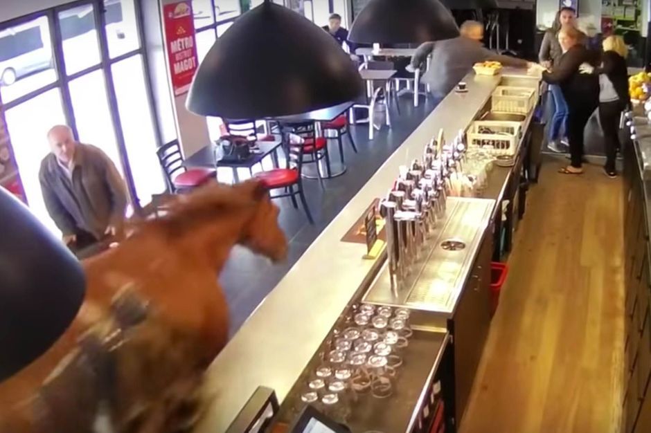 Un cheval s’invite dans un bar PMU de Chantilly