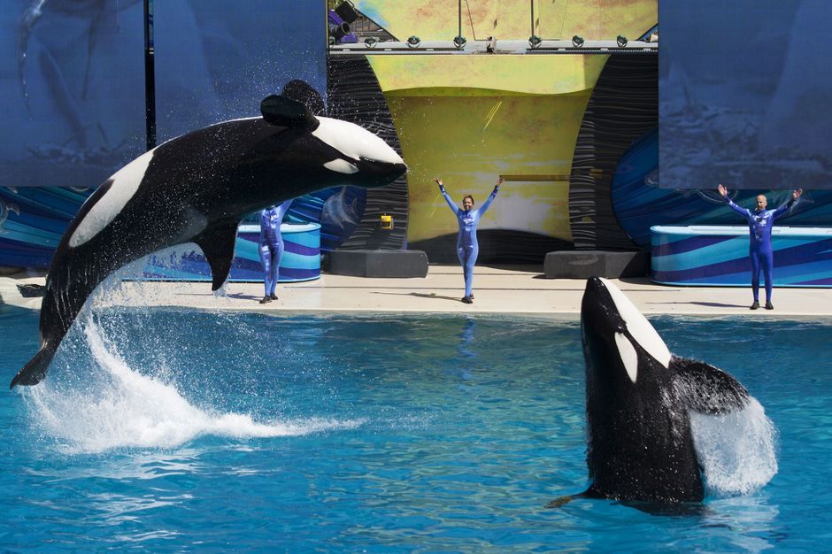 Californie - SeaWorld annule son spectacle avec les orques