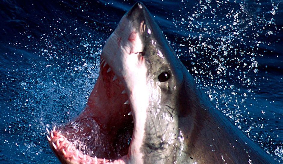 Seychelles. Alerte au requin tueur