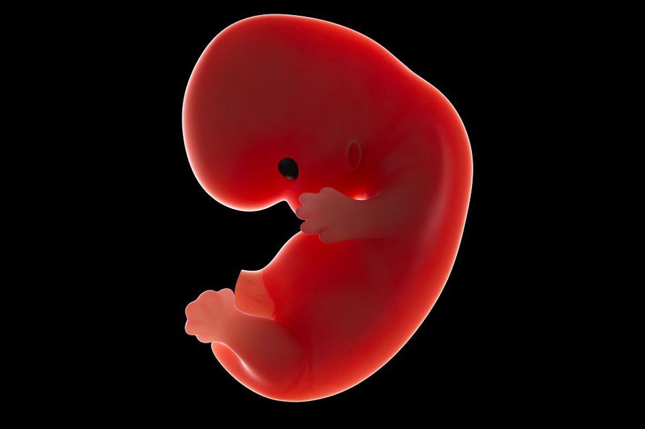 Le Japon autorise la création d’embryons animaux-humains