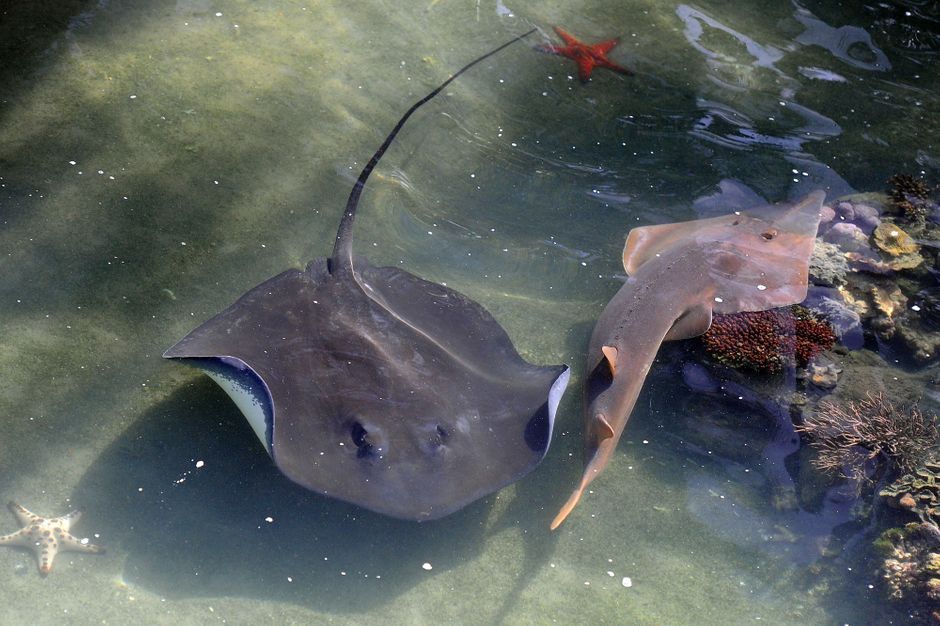 Des raies potentiellement dangereuses anormalement proches du littoral ...