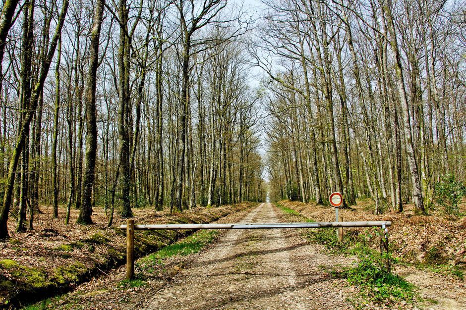 L'Office national des forêts (ONF) va supprimer près de 500 postes en ...