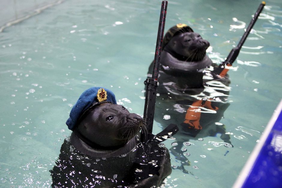 En Russie, même les phoques sont patriotes