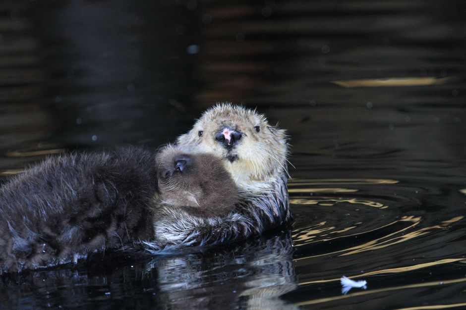 En Californie - Instant complicité entre une loutre et son petit