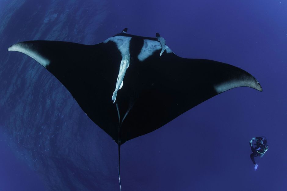 La raie manta géante prend la pose