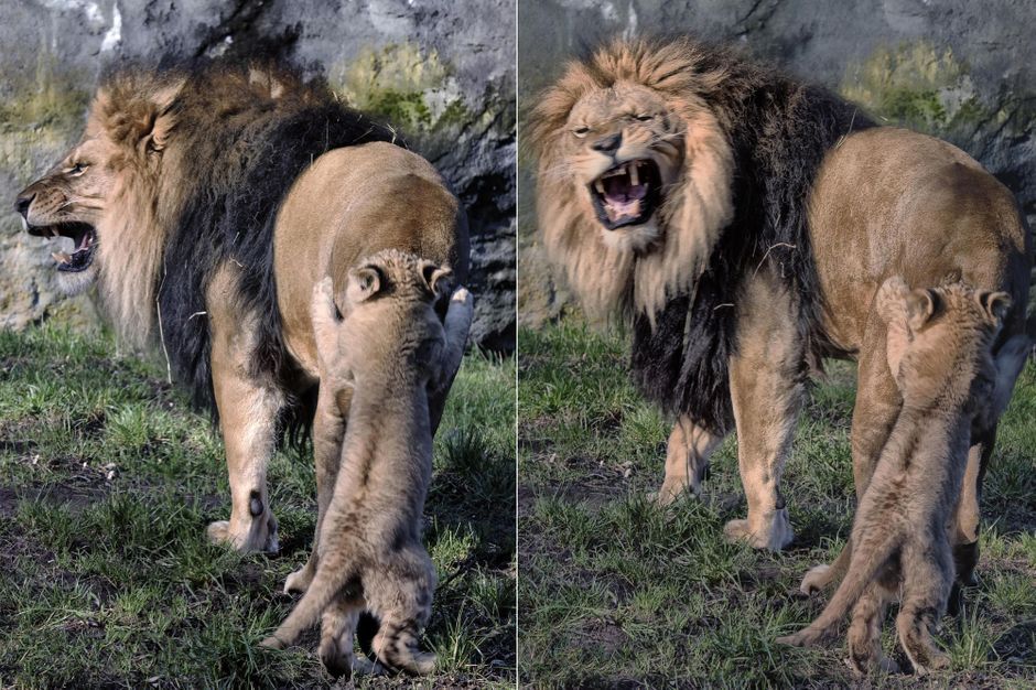 Le Lionceau Insolent Et La Colère Du Père
