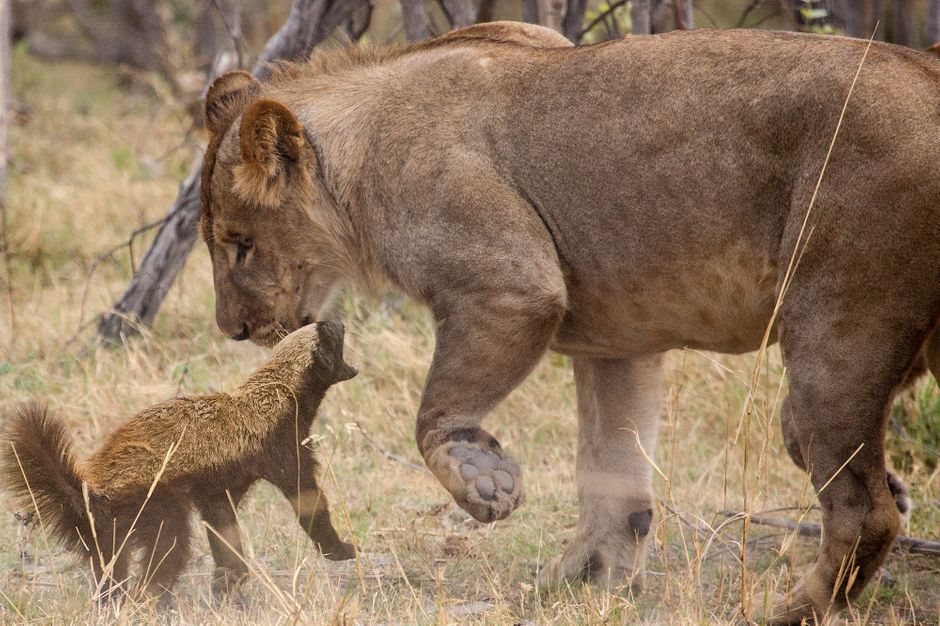 Le ratel qui faisait peur aux lions