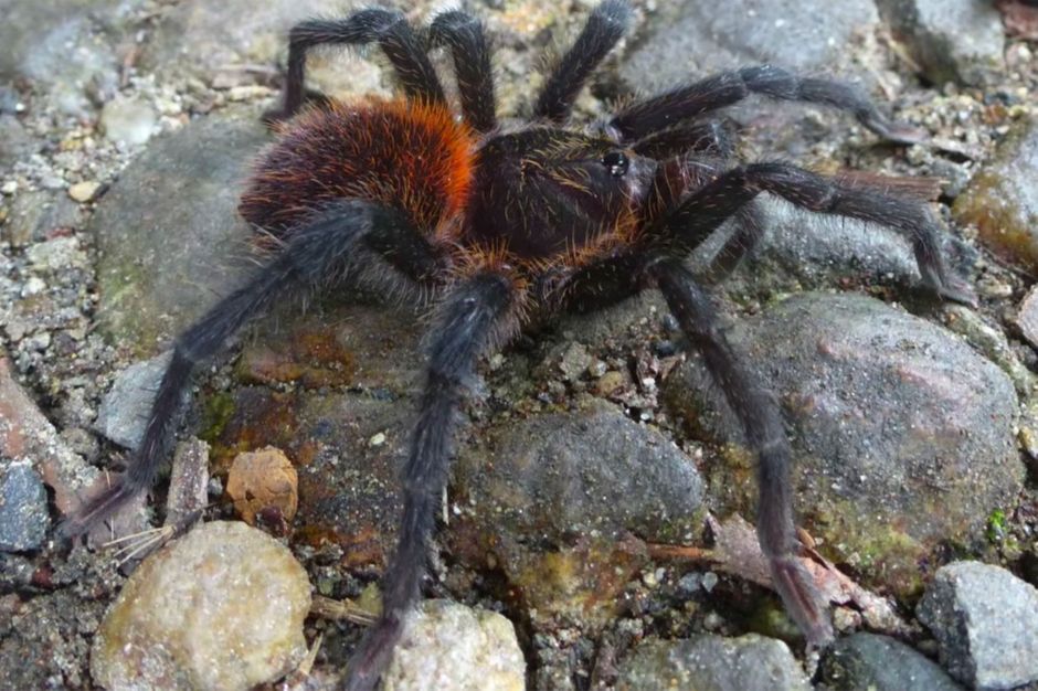 Colombie : Découverte d’une tarentule dotée d’une arme unique