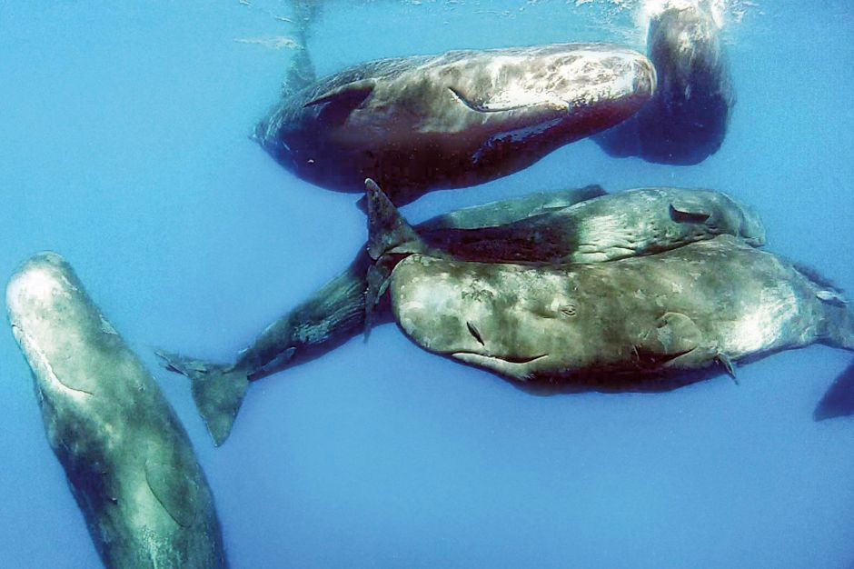 Pollution sonore marine : notre vacarme menace les océans