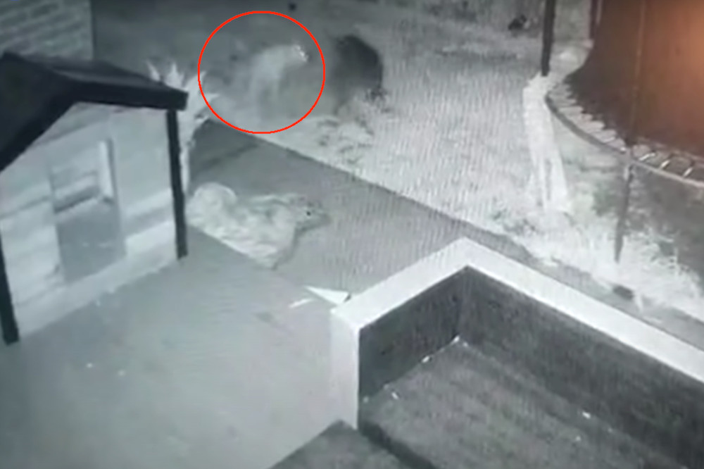 Un Australien dit avoir filmé un chien fantôme