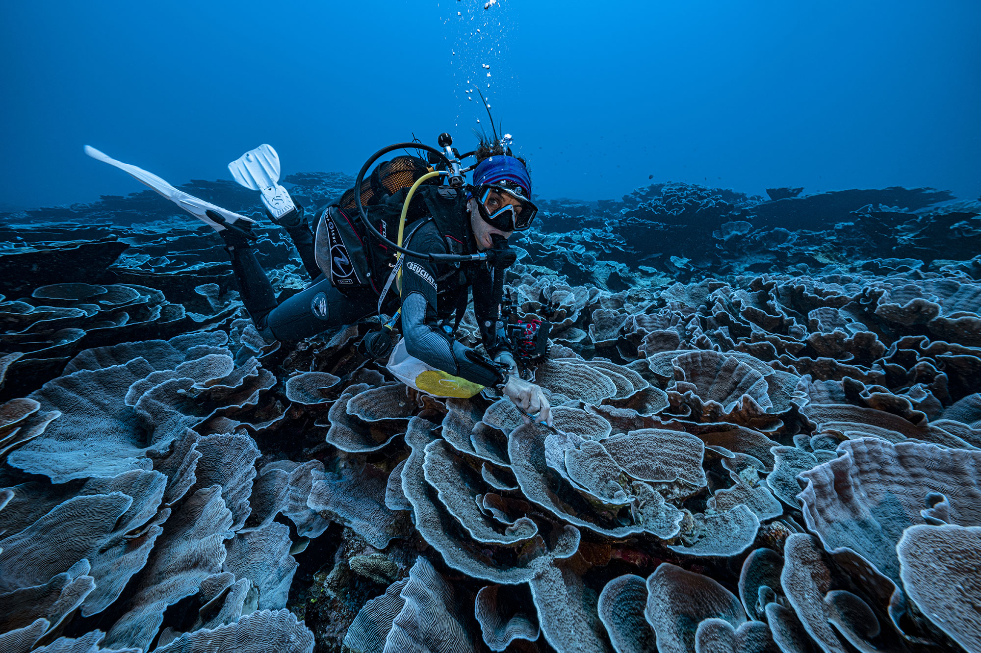 Découverte d'un récif de coraux géants au large de Tahiti, des images ...