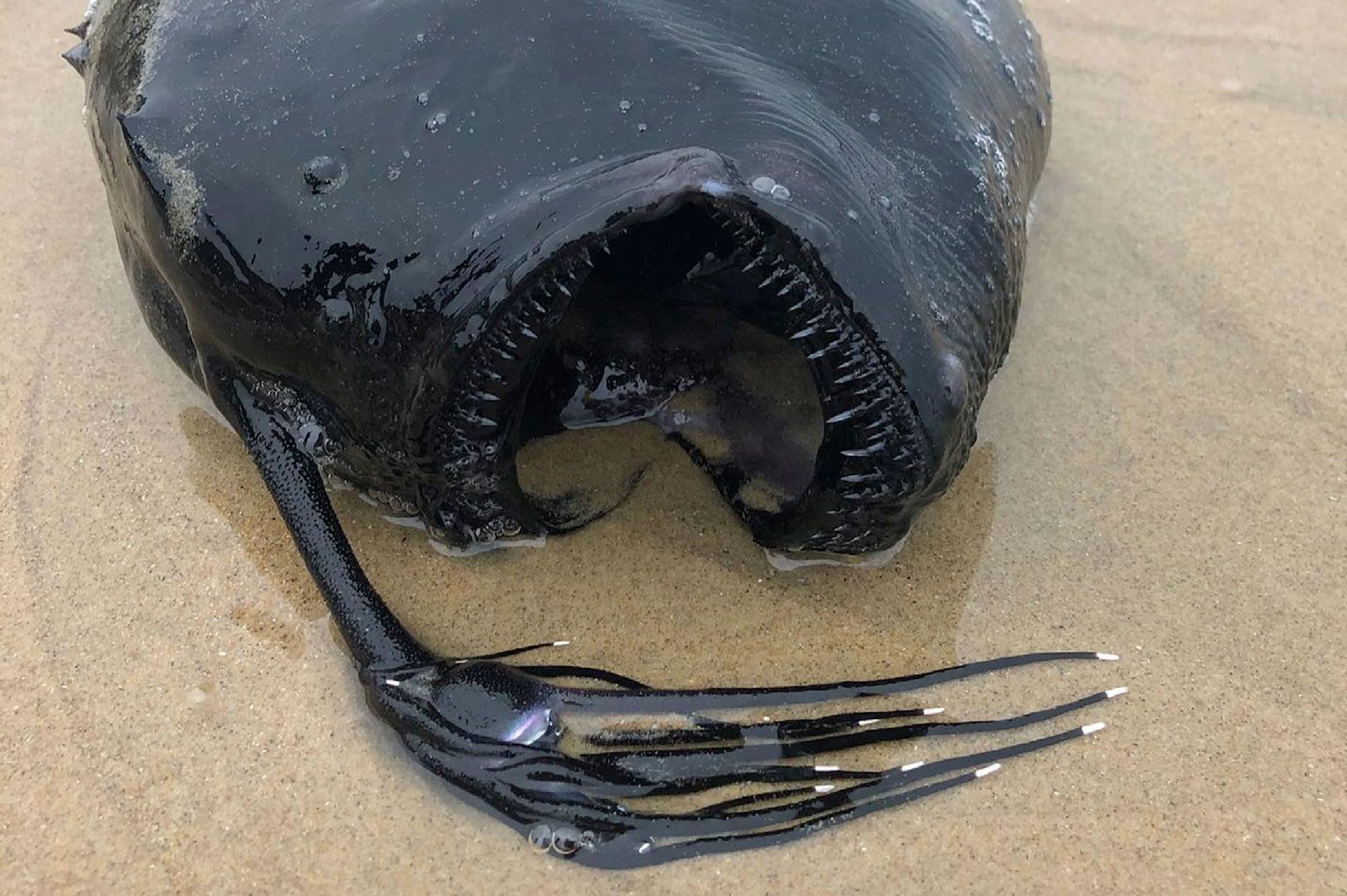 Un étrange poisson "alien" découvert sur une plage de Californie