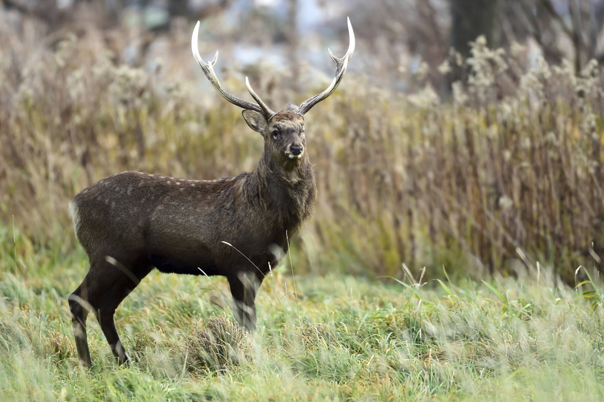 Des chasseurs traquent un cerf jusque dans la gare de Chantilly