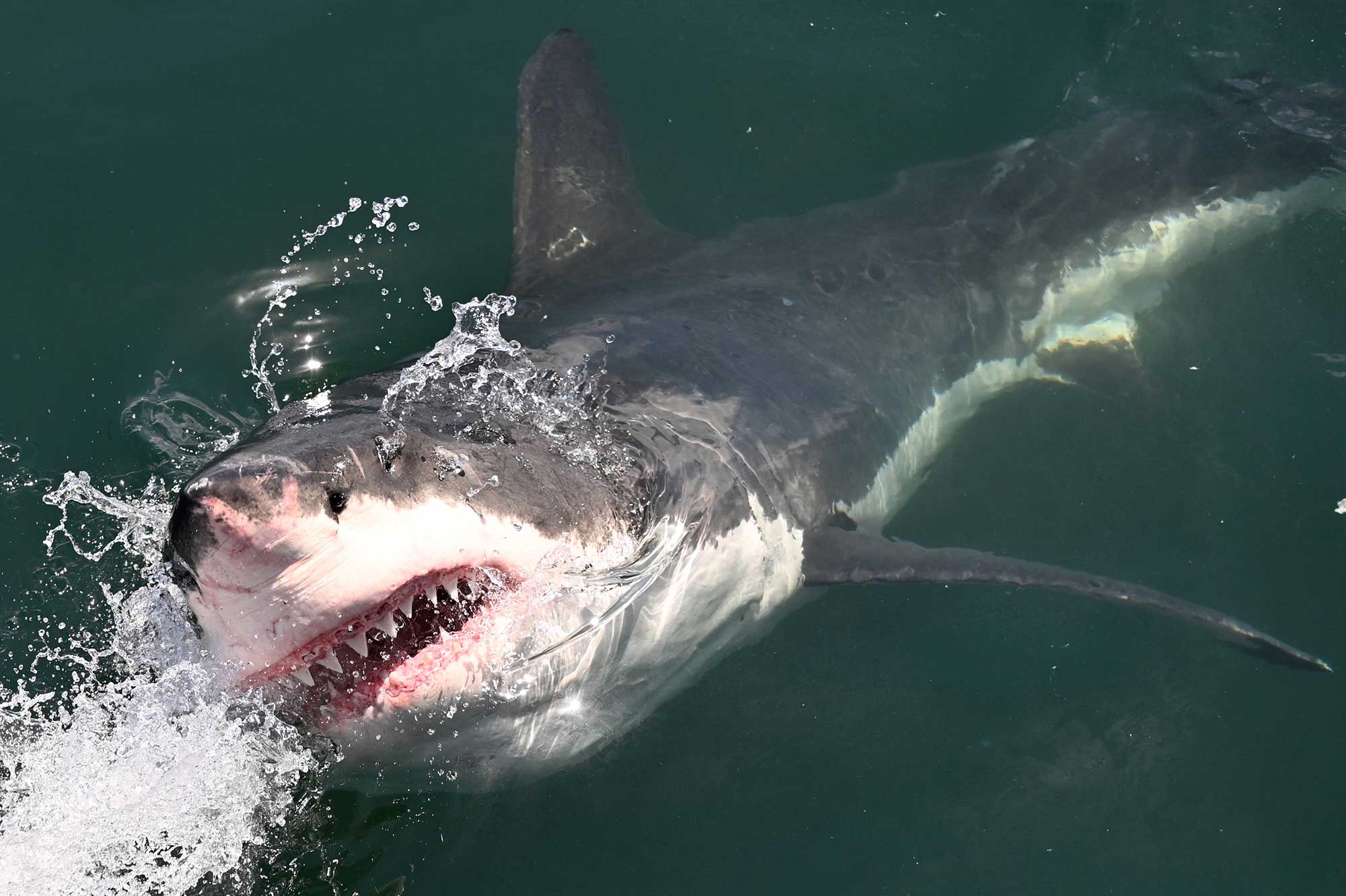 Un surfeur grièvement blessé par un requin à Honolua Bay