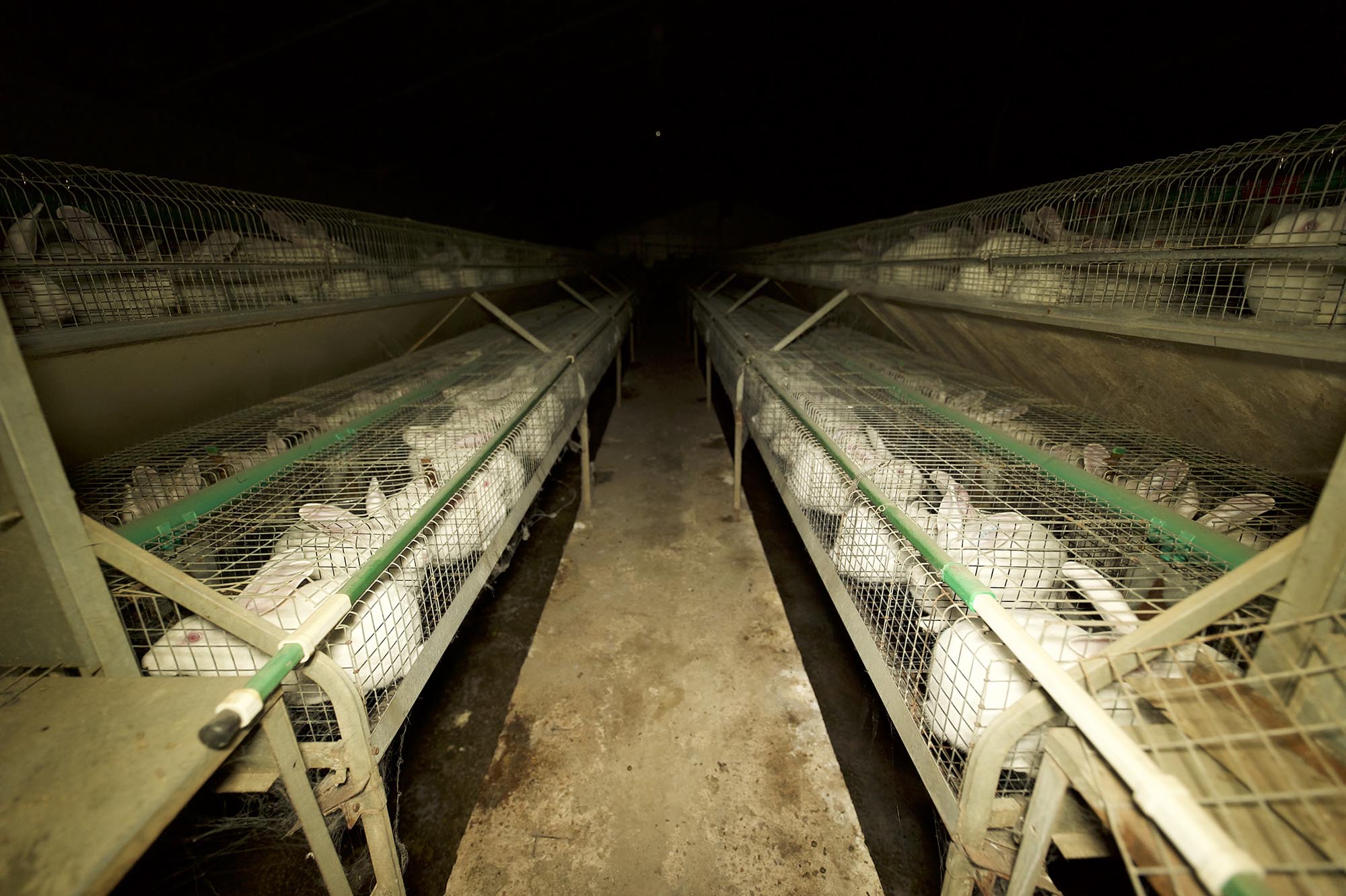 L214 : une nouvelle vidéo dénonce l’élevage intensif des lapins