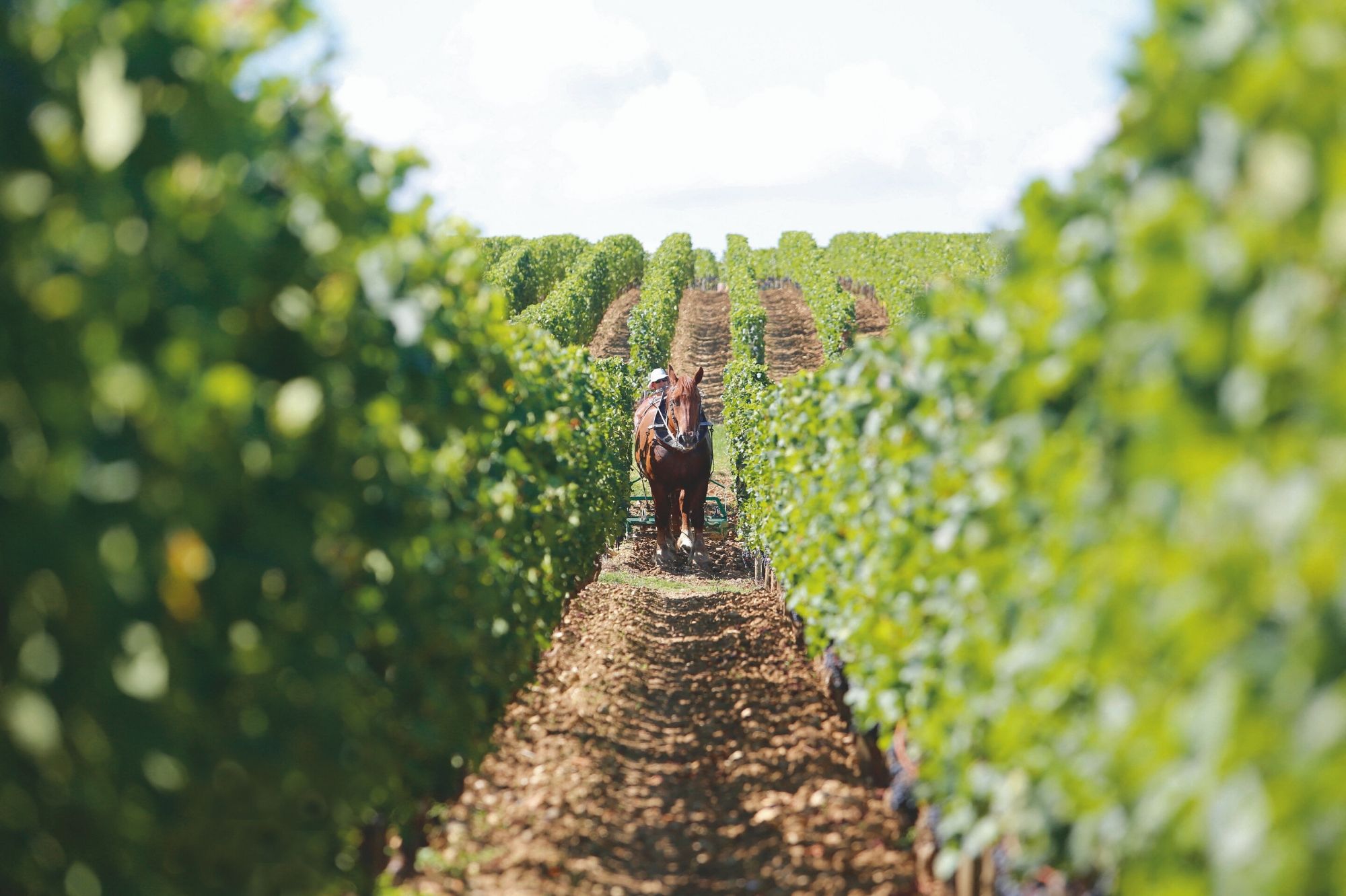 La biodynamie : une ode à la vie