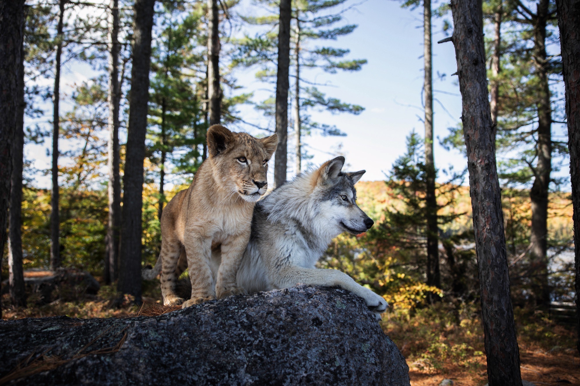 Le Loup et le Lion, une fraternité à croquer