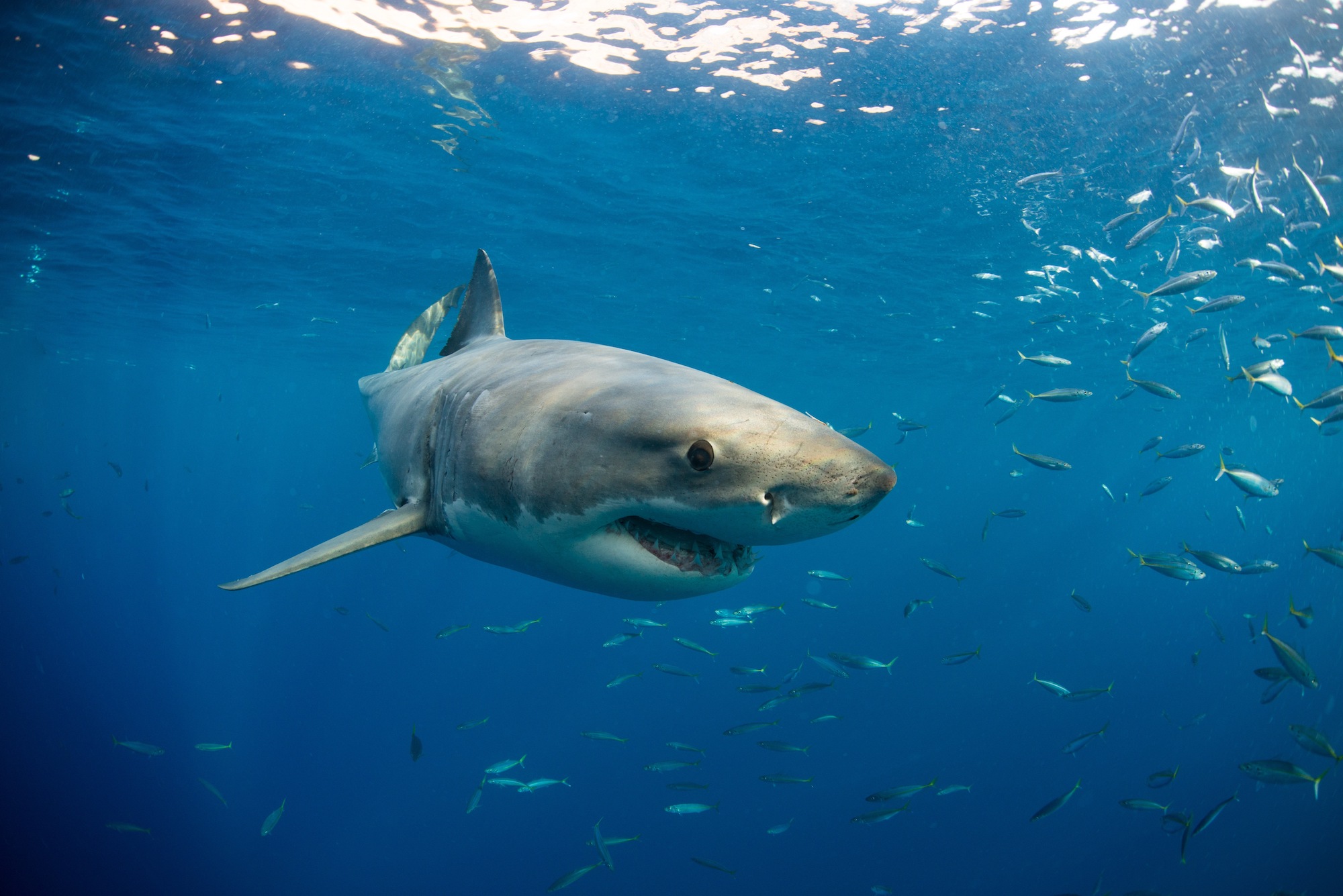 Un homme tué par un requin dans le sud-ouest de l'Australie Un homme tué par un requin dans le sud-ouest de l'Australie