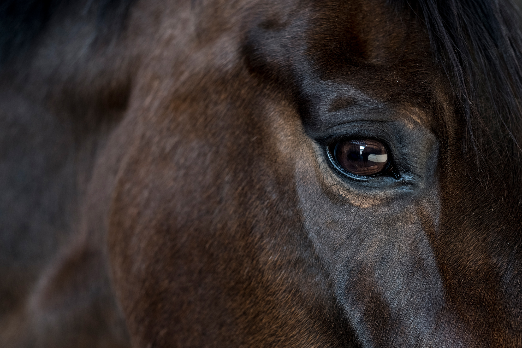 L'Australie choquée par un reportage sur l'abattage massif de chevaux ...
